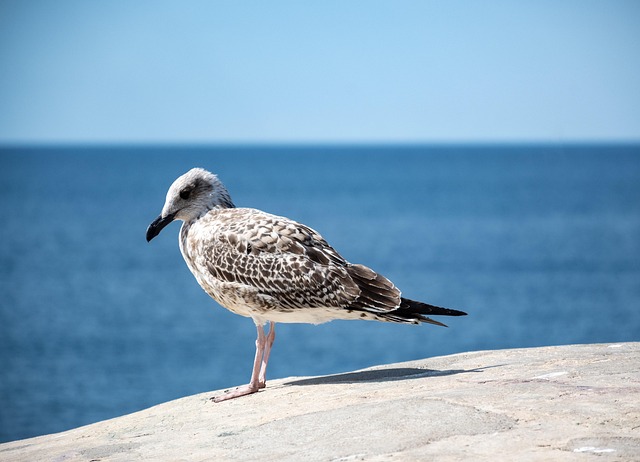 Gull Bird Sea Close - Free photo on Pixabay - Pixabay