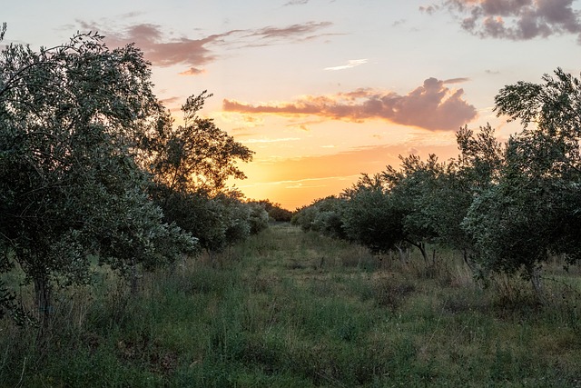 Olive Tree Sunset Panorama - Free photo on Pixabay