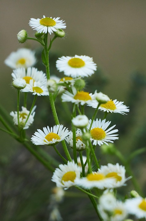 Flora Nature Plant - Free photo on Pixabay - Pixabay