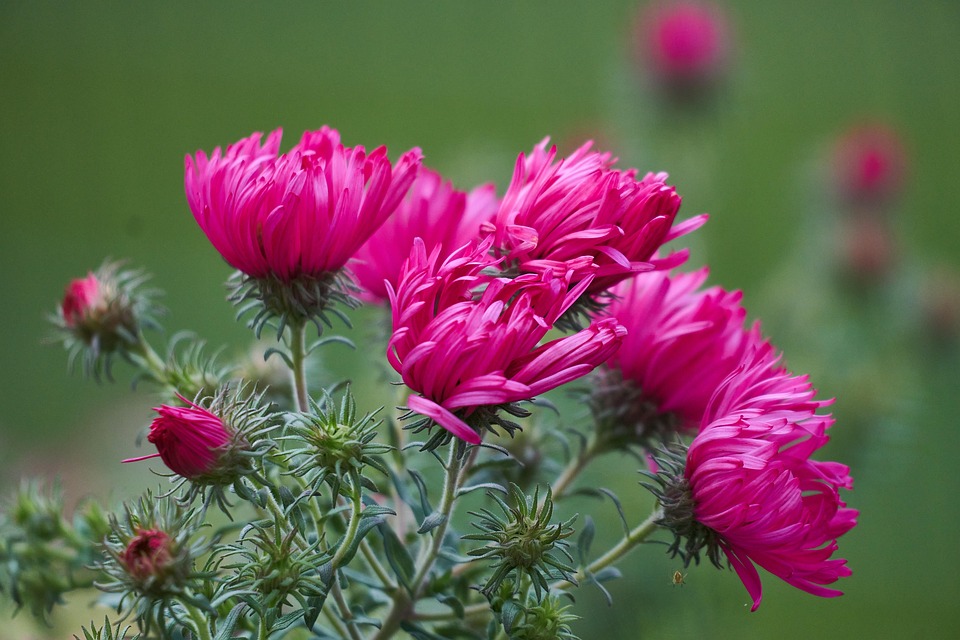 Nature Plant Flower - Free photo on Pixabay