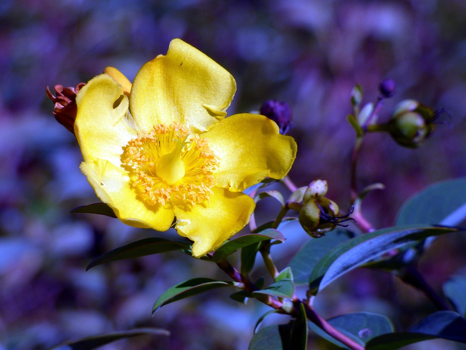 Flower Petals Yellow - Free photo on Pixabay - Pixabay