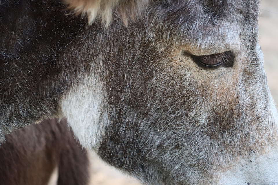 Donkey Animal Zoo Farm - Free photo on Pixabay