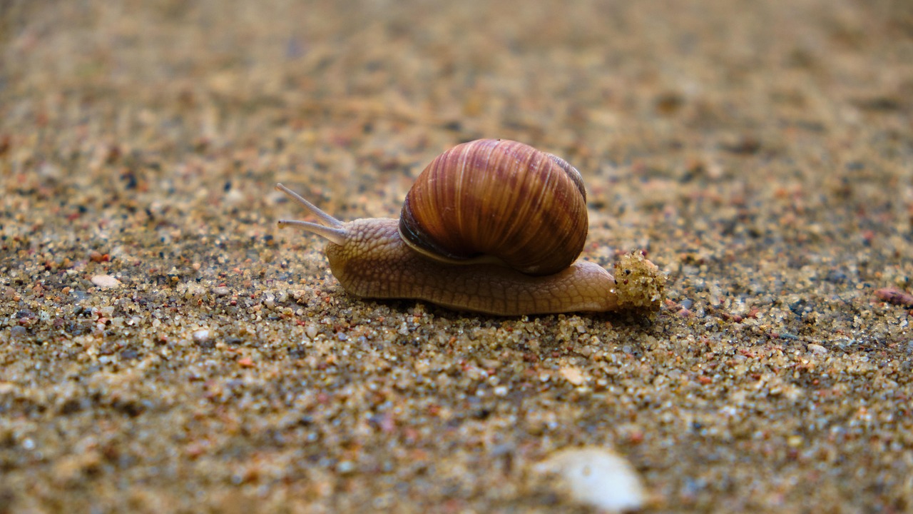 Snail Animal Nature - Free photo on Pixabay
