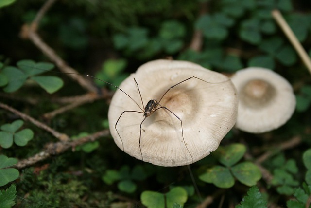 Spider Mushrooms Moss - Free photo on Pixabay - Pixabay