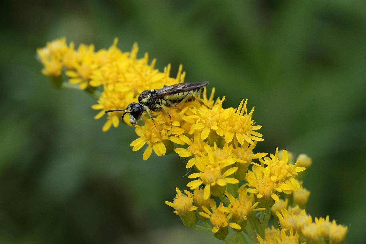 Guêpe Verge D'Or Pollinisation - Photo gratuite sur Pixabay - Pixabay