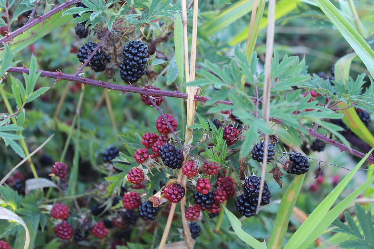 Herbst Brombeeren Natur Auf - Kostenloses Foto auf Pixabay - Pixabay