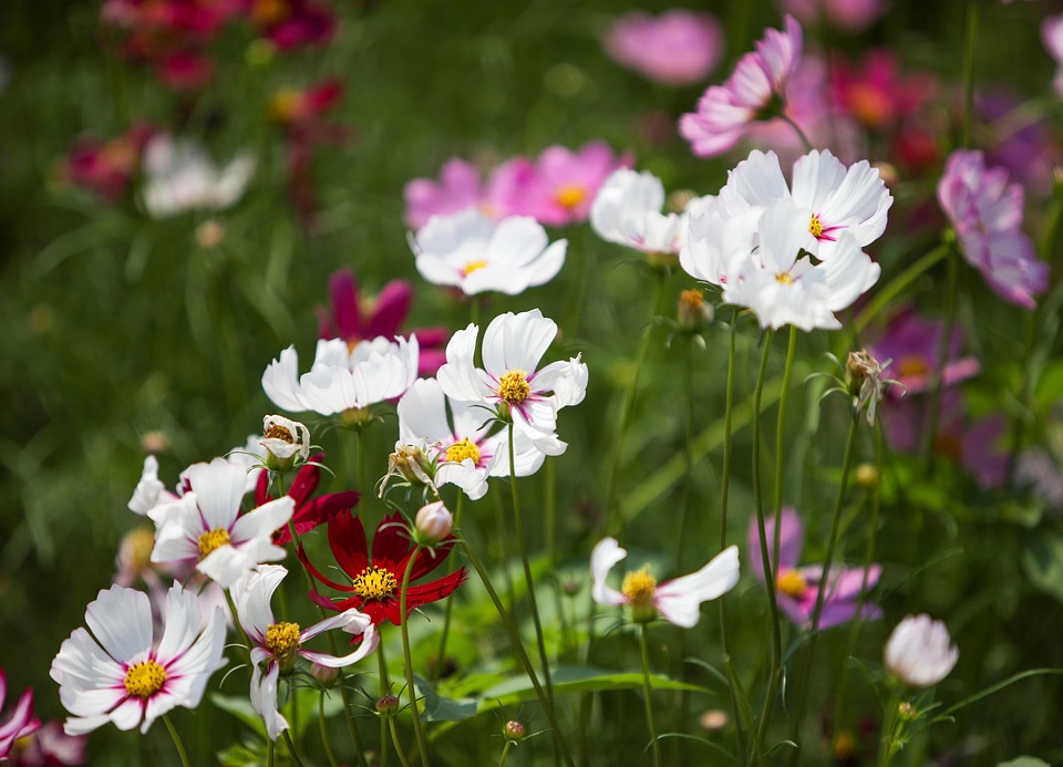 Garden Cosmos Pink Flowers - Free photo on Pixabay - Pixabay