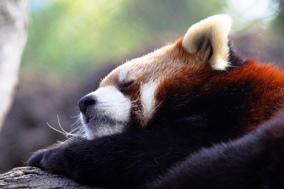 Red Panda Zoo Animal Sleeping - Free photo on Pixabay