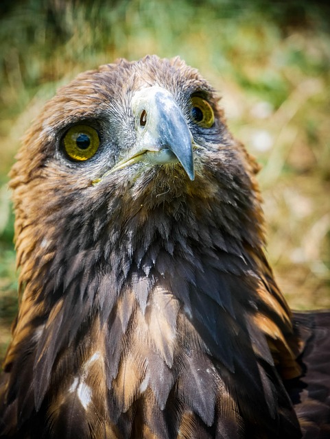 Faucon Oiseau Animal De - Photo gratuite sur Pixabay - Pixabay