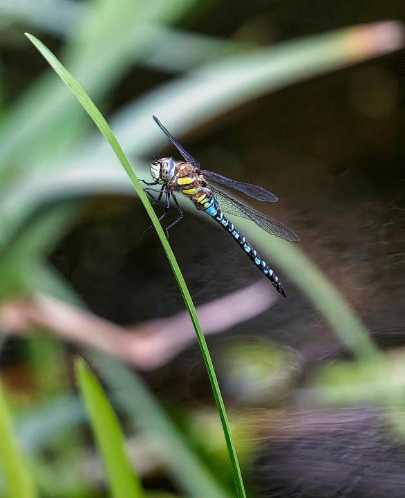 Migrant Hawker Dragonfly Insect - Free photo on Pixabay