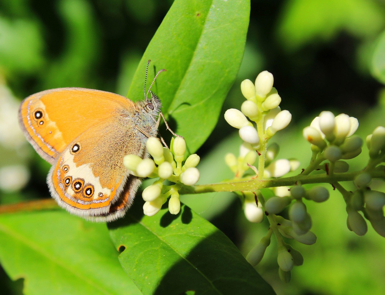 Schmetterling Natur Gesprenkelt - Kostenloses Foto auf Pixabay - Pixabay