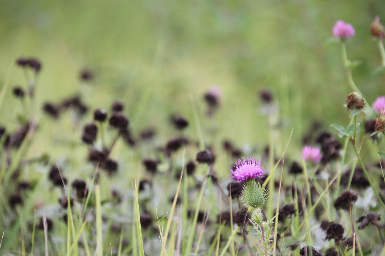 Thistle Bunga-Bunga Padang Rumput - Foto gratis di Pixabay - Pixabay