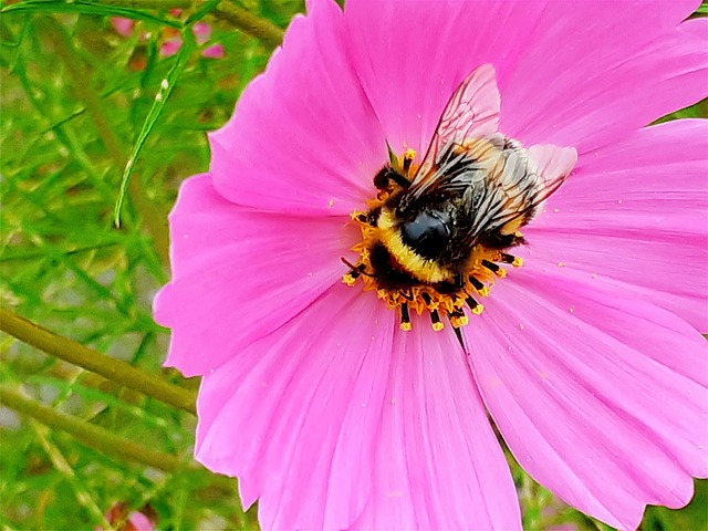 Tiere Hummel - Kostenloses Foto auf Pixabay - Pixabay