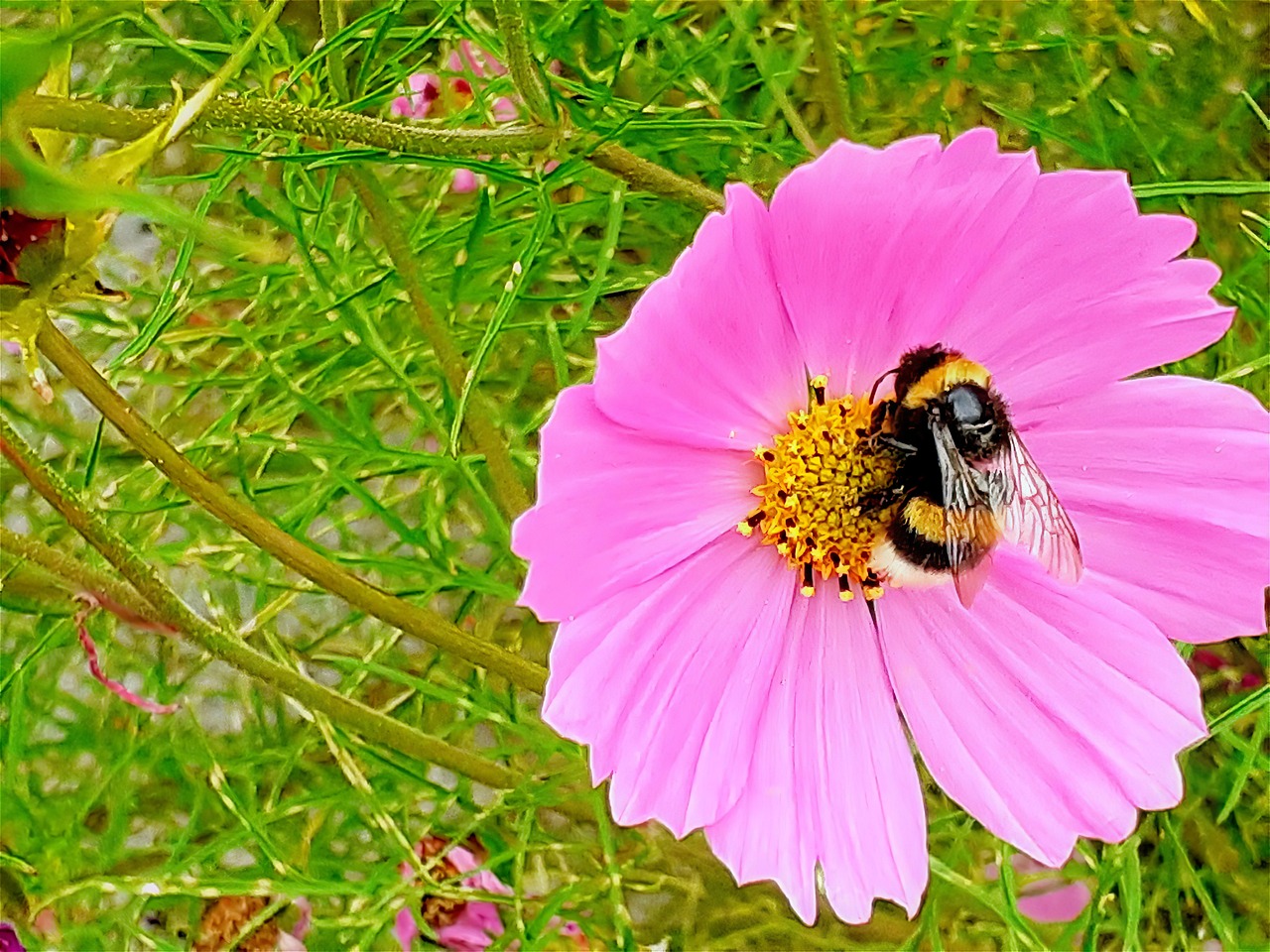 Tiere Hummel - Kostenloses Foto auf Pixabay - Pixabay