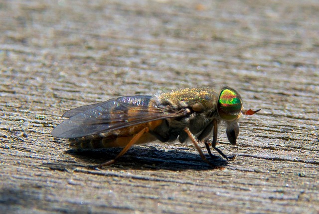 Taon Insecte Nature - Photo gratuite sur Pixabay - Pixabay