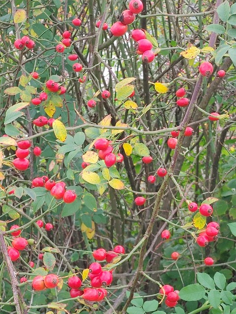 Natur Busch Früchte - Free photo on Pixabay