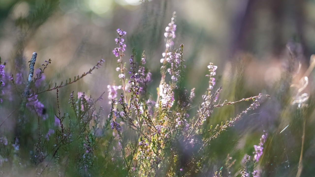 Heather Blossoms Tender - Free photo on Pixabay