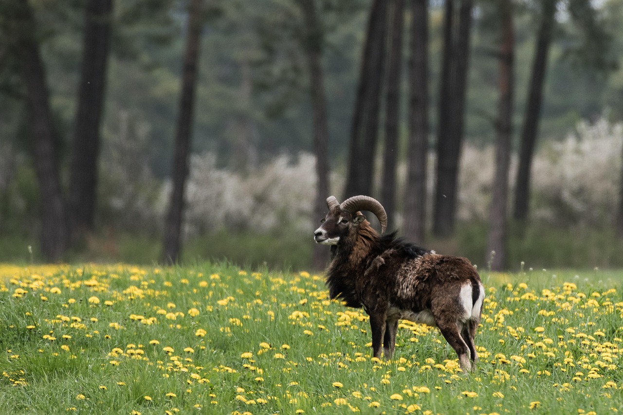 Muflón Prado Oveja Salvaje Animal - Foto gratis en Pixabay - Pixabay