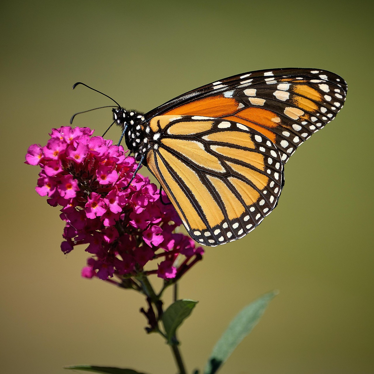 Butterfly Monarch Insect - Free photo on Pixabay