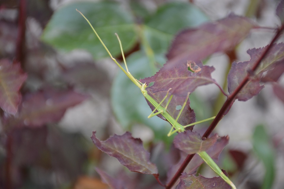 Phasme Insecte Nature - Photo gratuite sur Pixabay - Pixabay