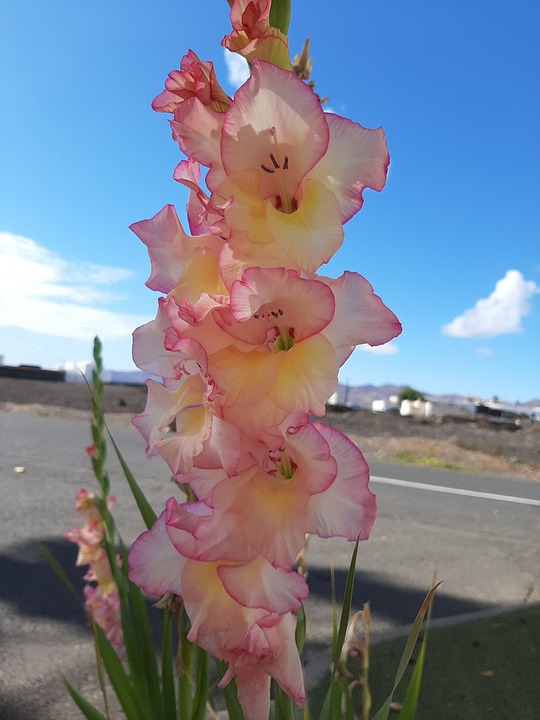 Pink Flower Nature Urban - Free photo on Pixabay - Pixabay