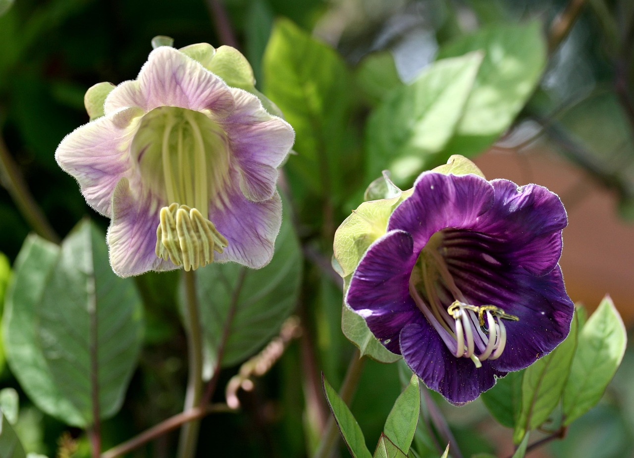 风铃草 植物 花朵 - Pixabay上的免费照片 - Pixabay