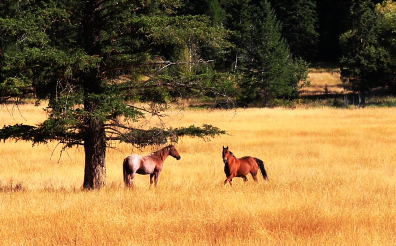 Horses Horse In Field Nature - Free photo on Pixabay