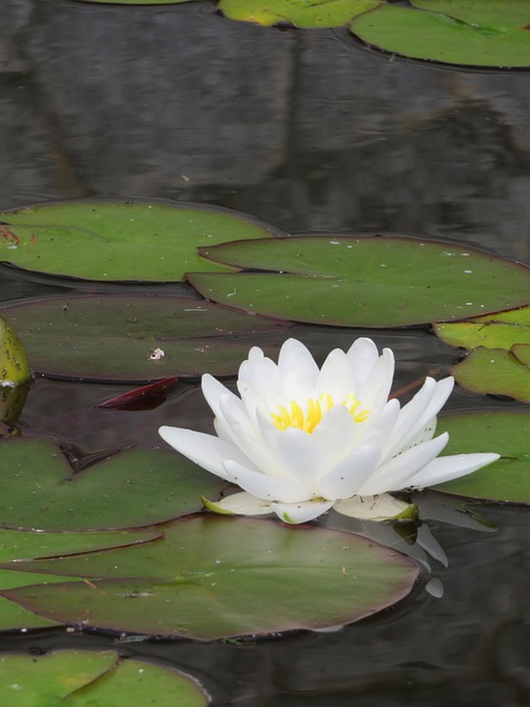 Nenúfar Branco Flor - Foto gratuita no Pixabay