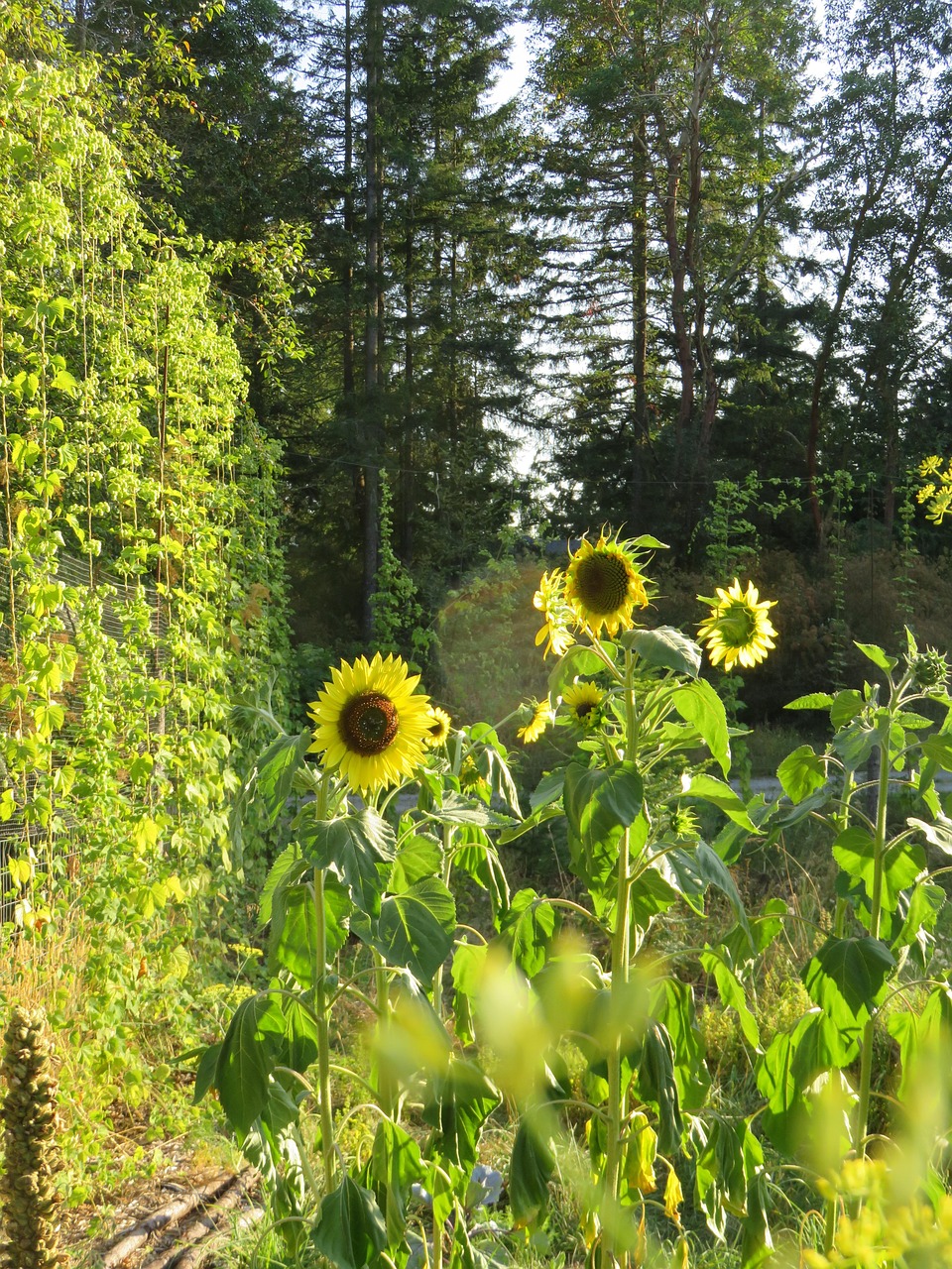 Sunflowers Tall - Free photo on Pixabay