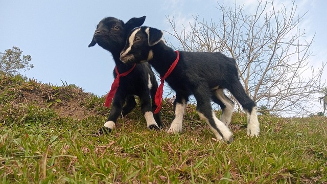 Cabras Bebê - Foto gratuita no Pixabay