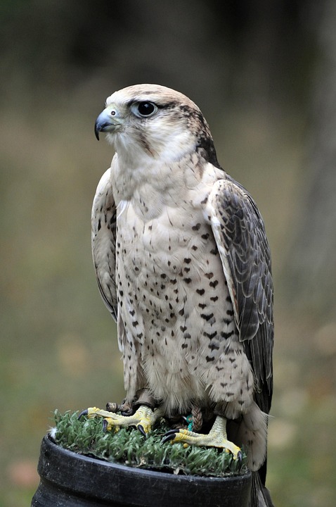Falcon Bird Falconry - Free photo on Pixabay