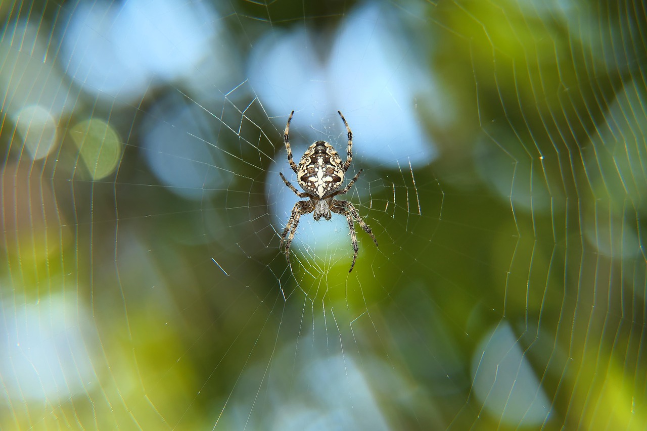 Spider Arachnid Web - Free photo on Pixabay