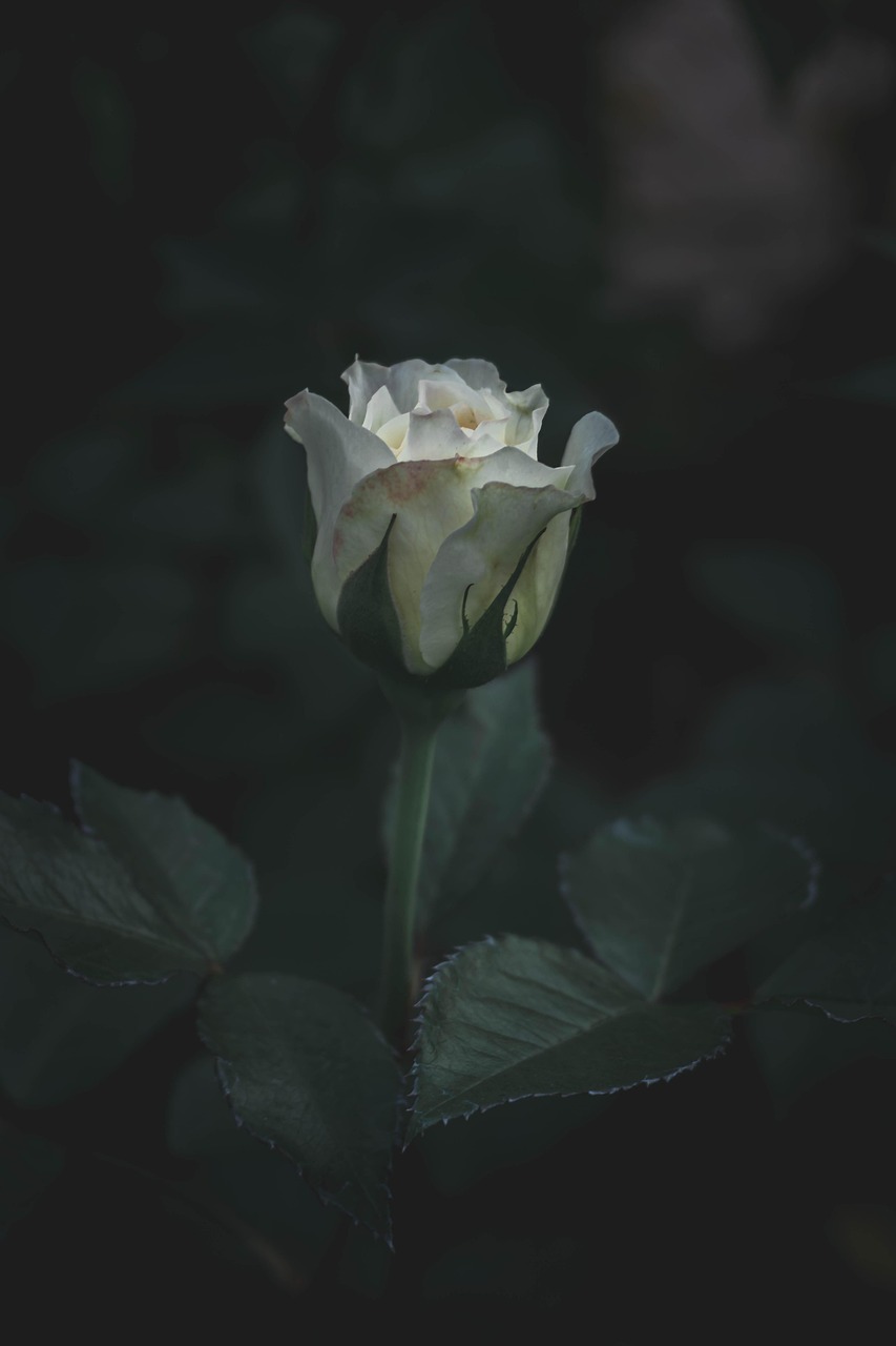 Rose Blanche En Fleurs - Photo gratuite sur Pixabay - Pixabay