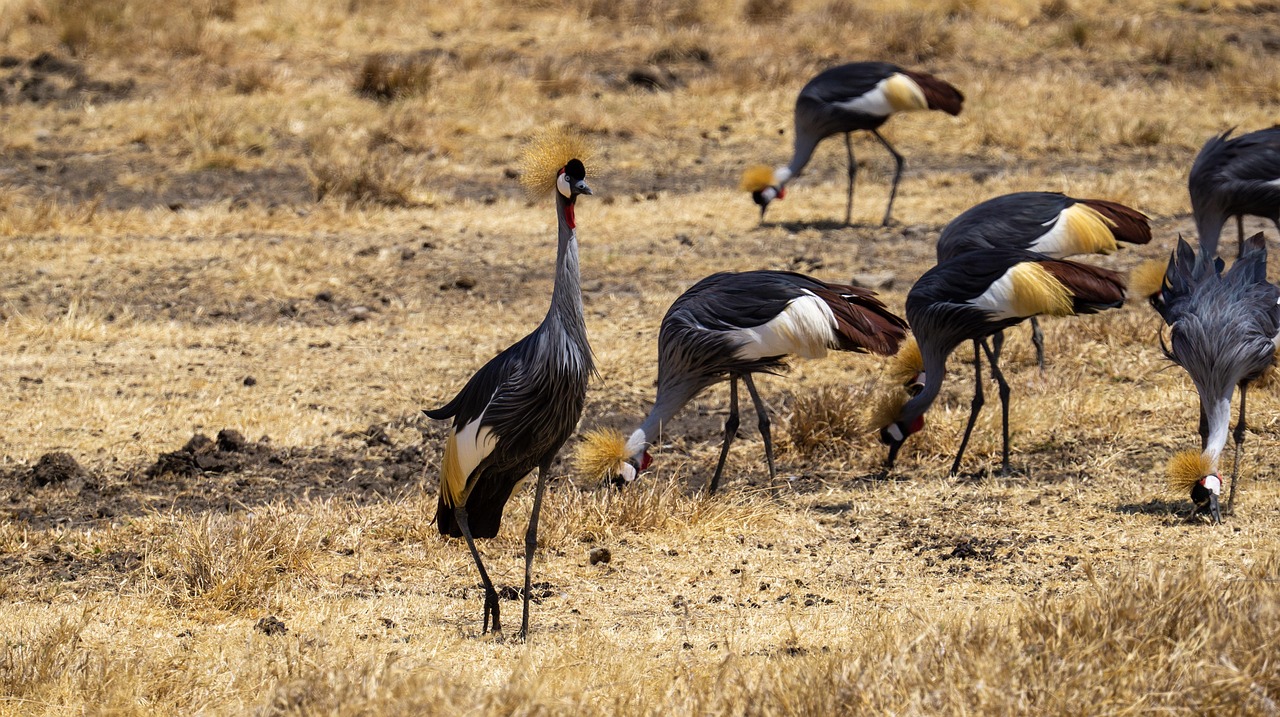 Grey Crowned Cranes Animals - Free photo on Pixabay