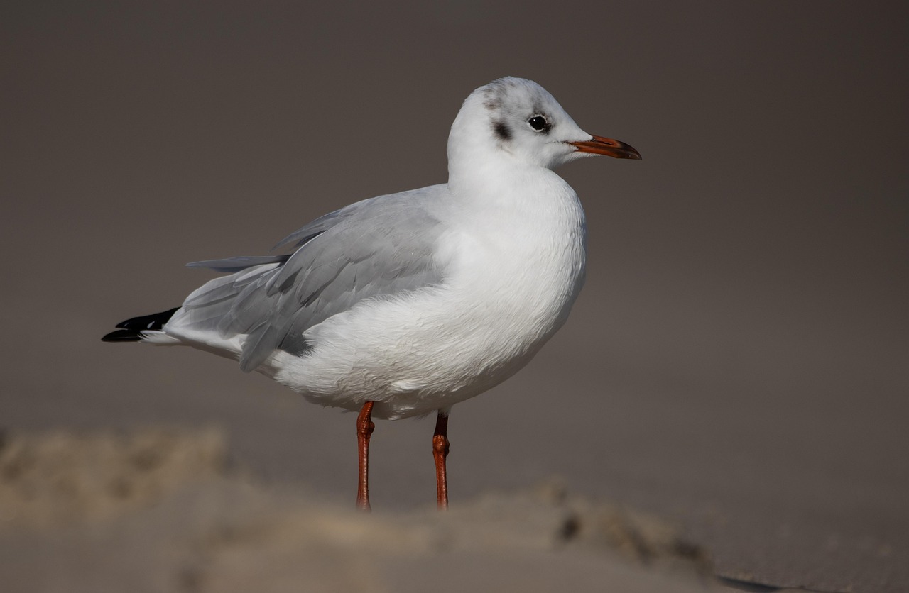 Mer Baltique Mouette Plage - Photo gratuite sur Pixabay - Pixabay