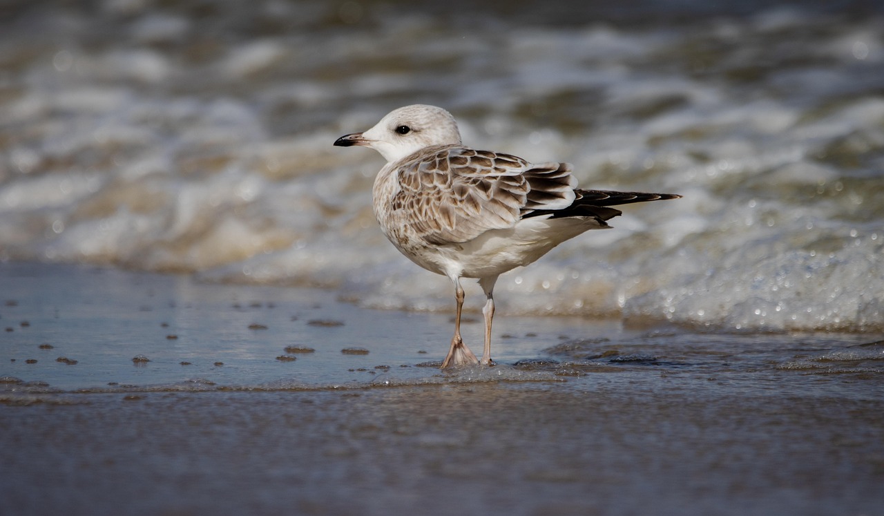 Baltic Sea Gull Beach - Free photo on Pixabay - Pixabay