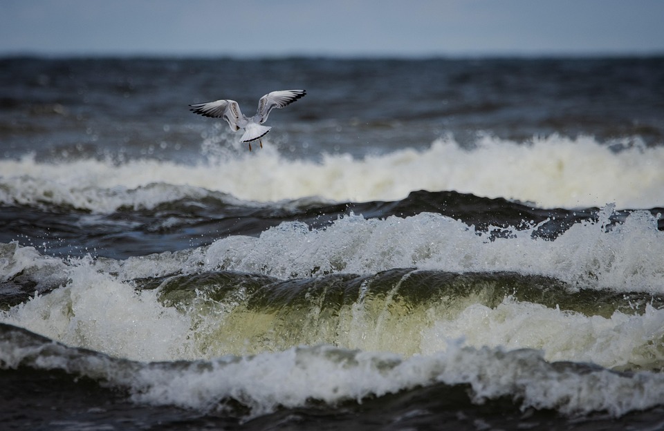 Baltic Sea Gull Beach - Free photo on Pixabay - Pixabay