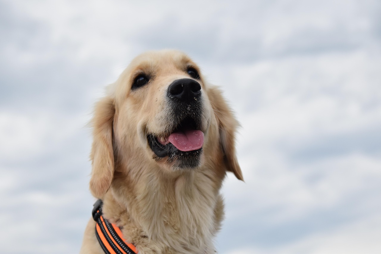 Más de 1.000 imágenes gratis de Golden Retriever y Perro - Pixabay