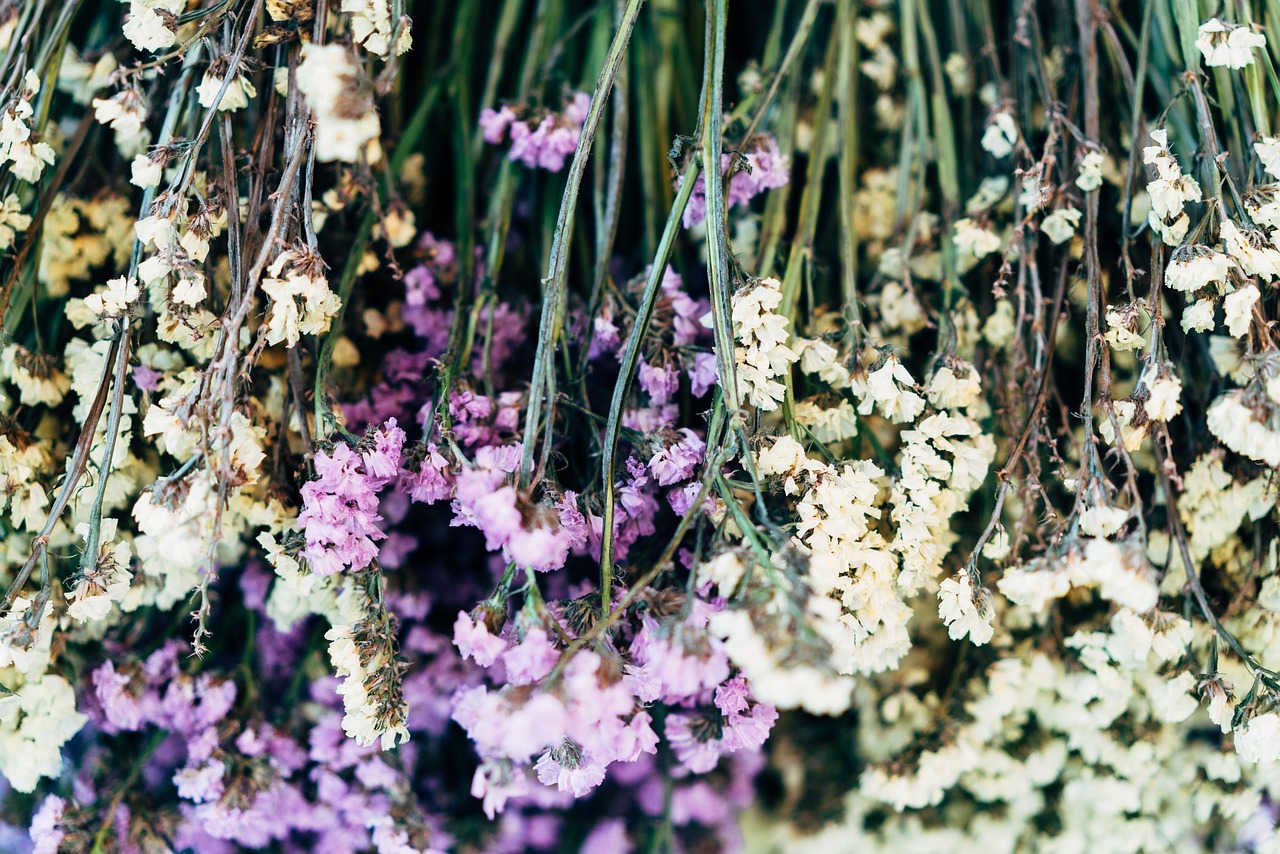 Flower Plant Florist - Free photo on Pixabay - Pixabay