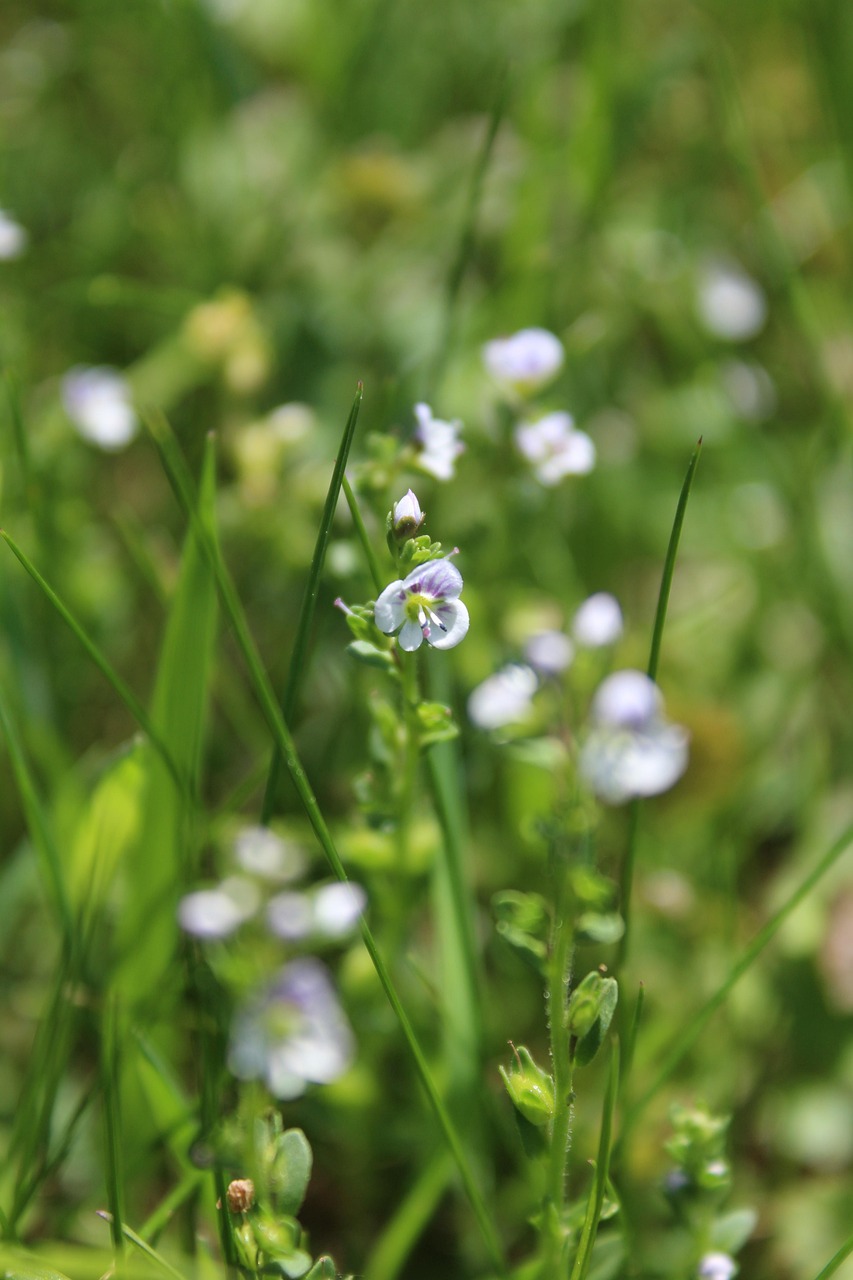 Flower Tiny Meadow - Free photo on Pixabay - Pixabay