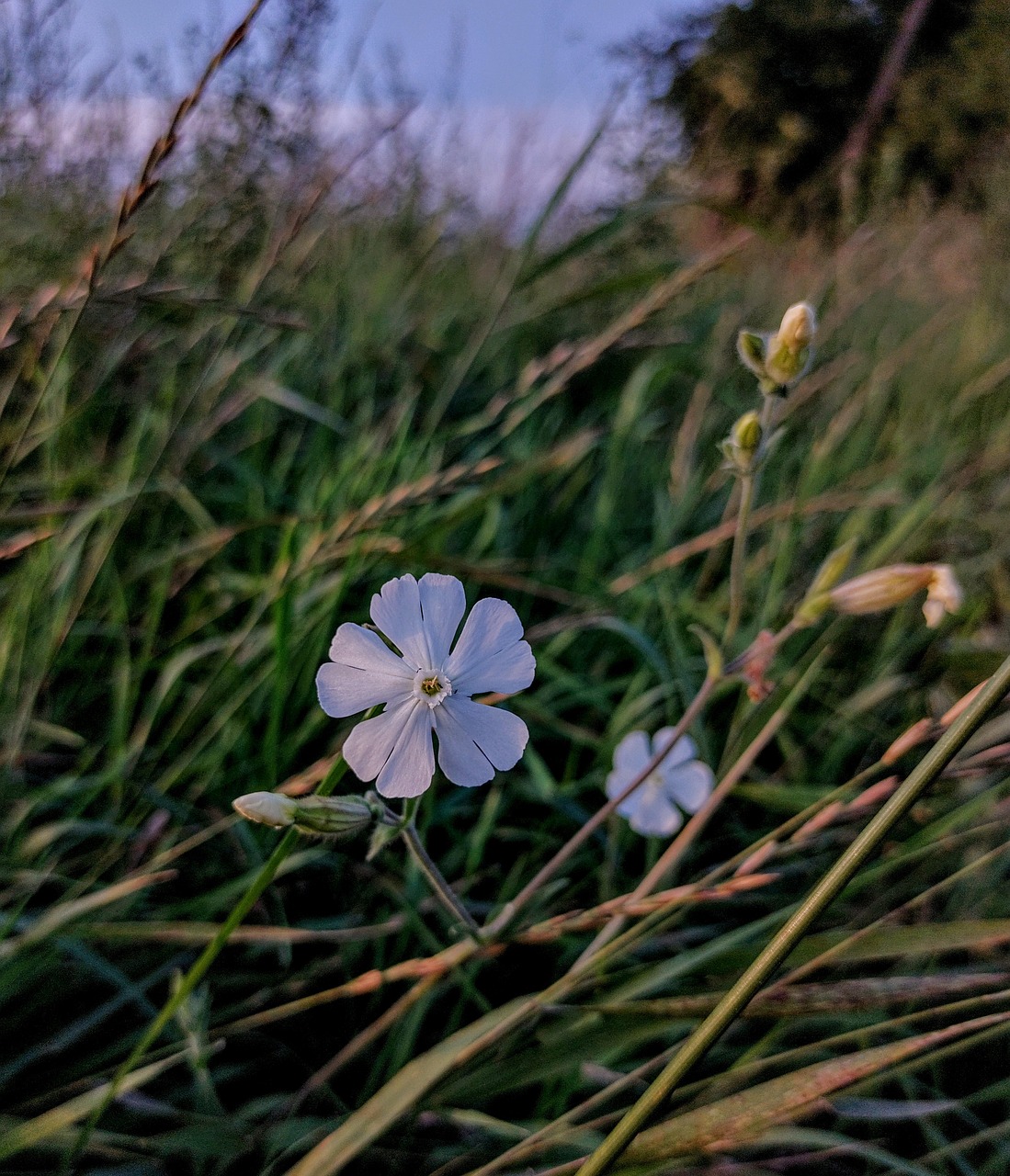 Flower Field Landscape - Free photo on Pixabay - Pixabay