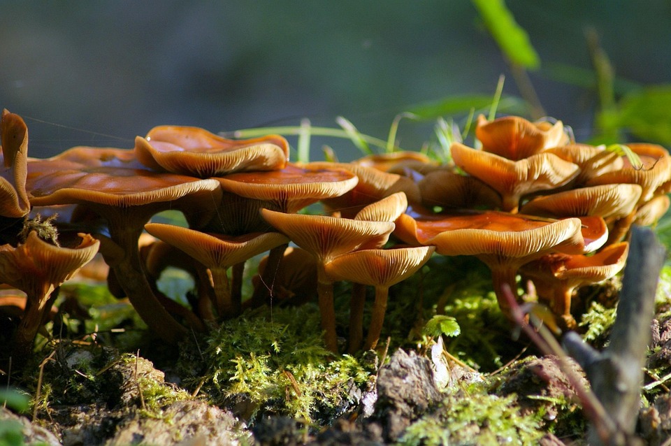 Cogumelo Fungo Musgo - Foto gratuita no Pixabay - Pixabay