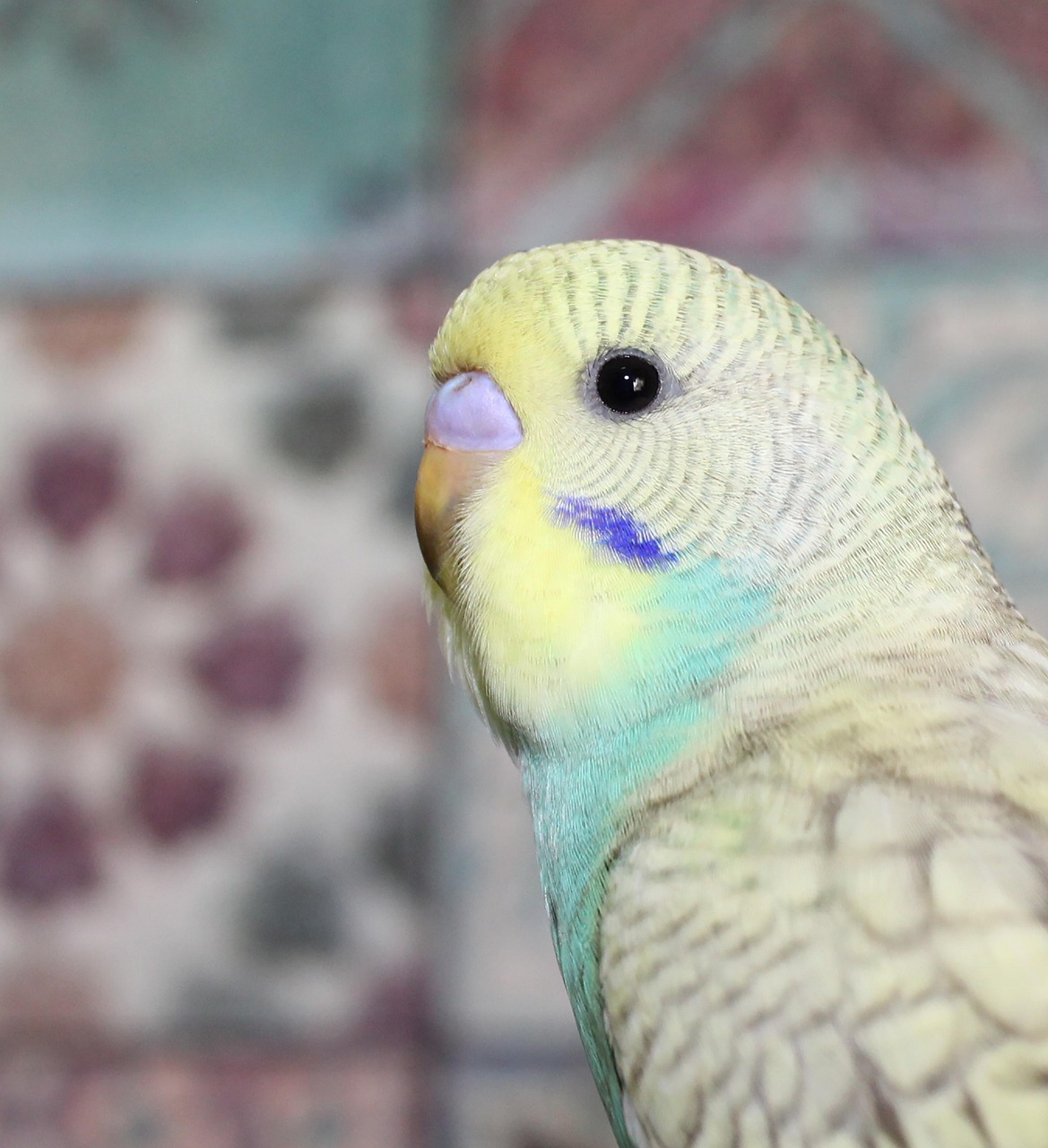 Bird Parakeet Pet - Free photo on Pixabay