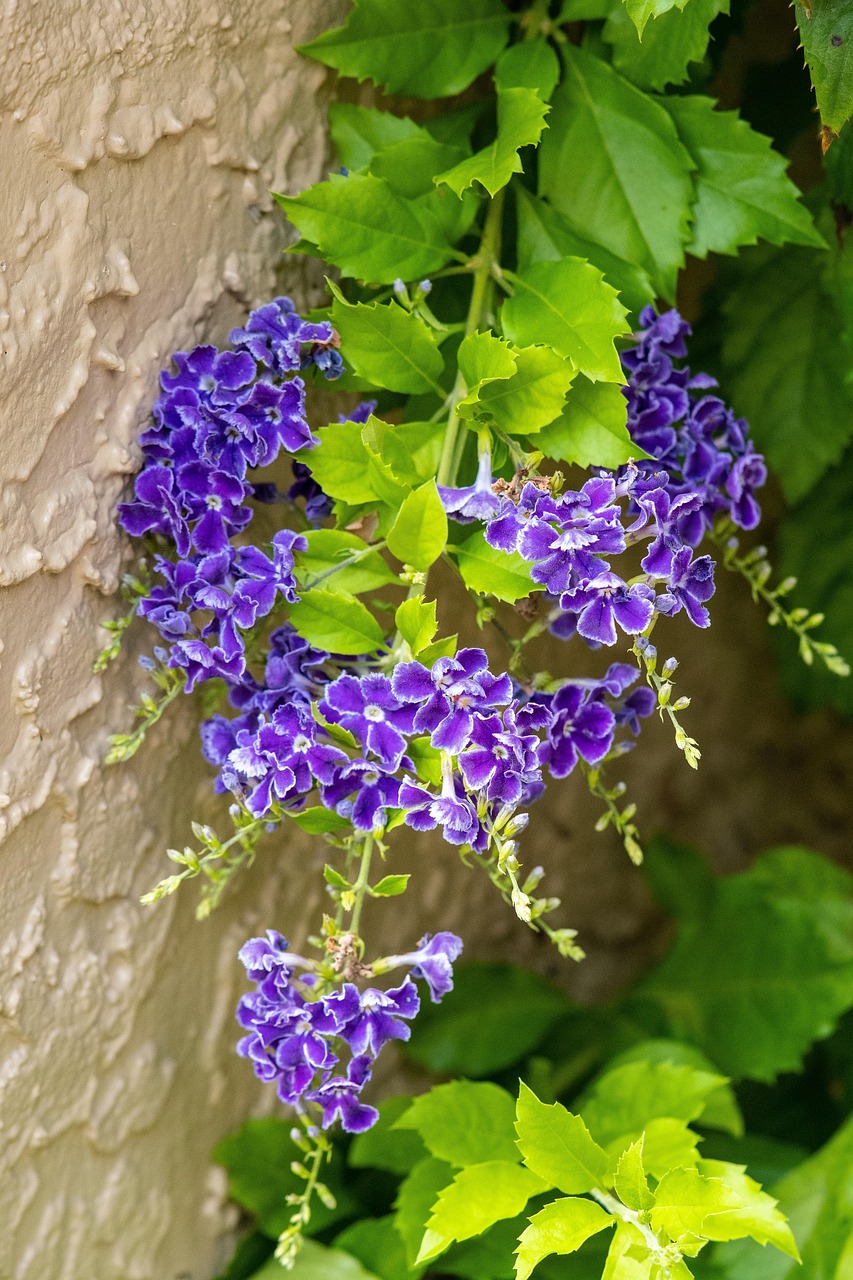 Florida Flores Púrpura - Foto gratuita no Pixabay - Pixabay