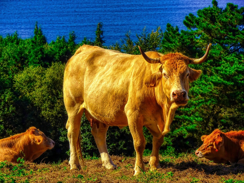 Cow Nature Landscape - Free photo on Pixabay - Pixabay