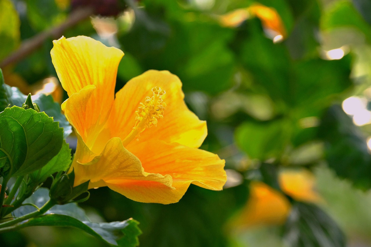 Hibiscus Fleur Flore - Photo gratuite sur Pixabay - Pixabay