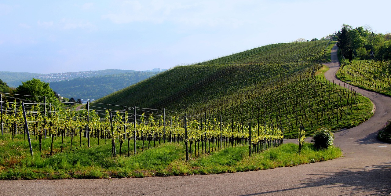 Country Nature Vineyard - Free photo on Pixabay - Pixabay