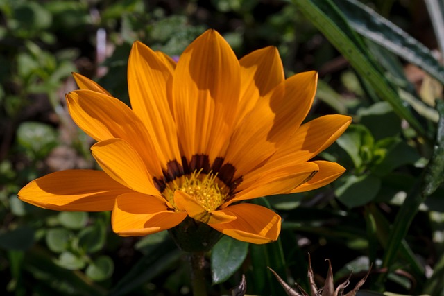 Blume Flower Fauna - Free photo on Pixabay