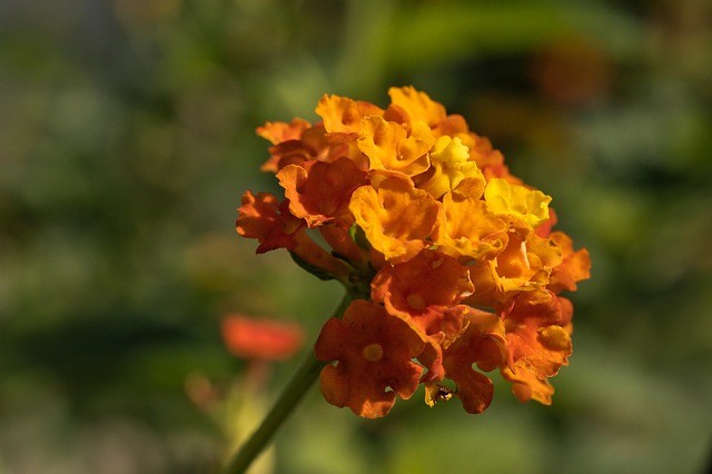 Flower Fauna Nature - Free photo on Pixabay - Pixabay