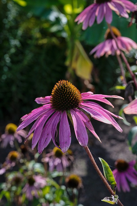 Blume Flower Fauna - Free photo on Pixabay - Pixabay